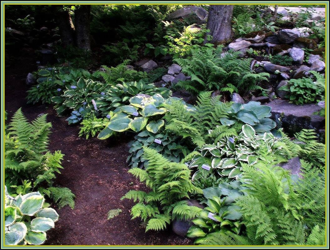 21 Hosta and Fern Garden Plan Ideas Worth a Look | SharonSable