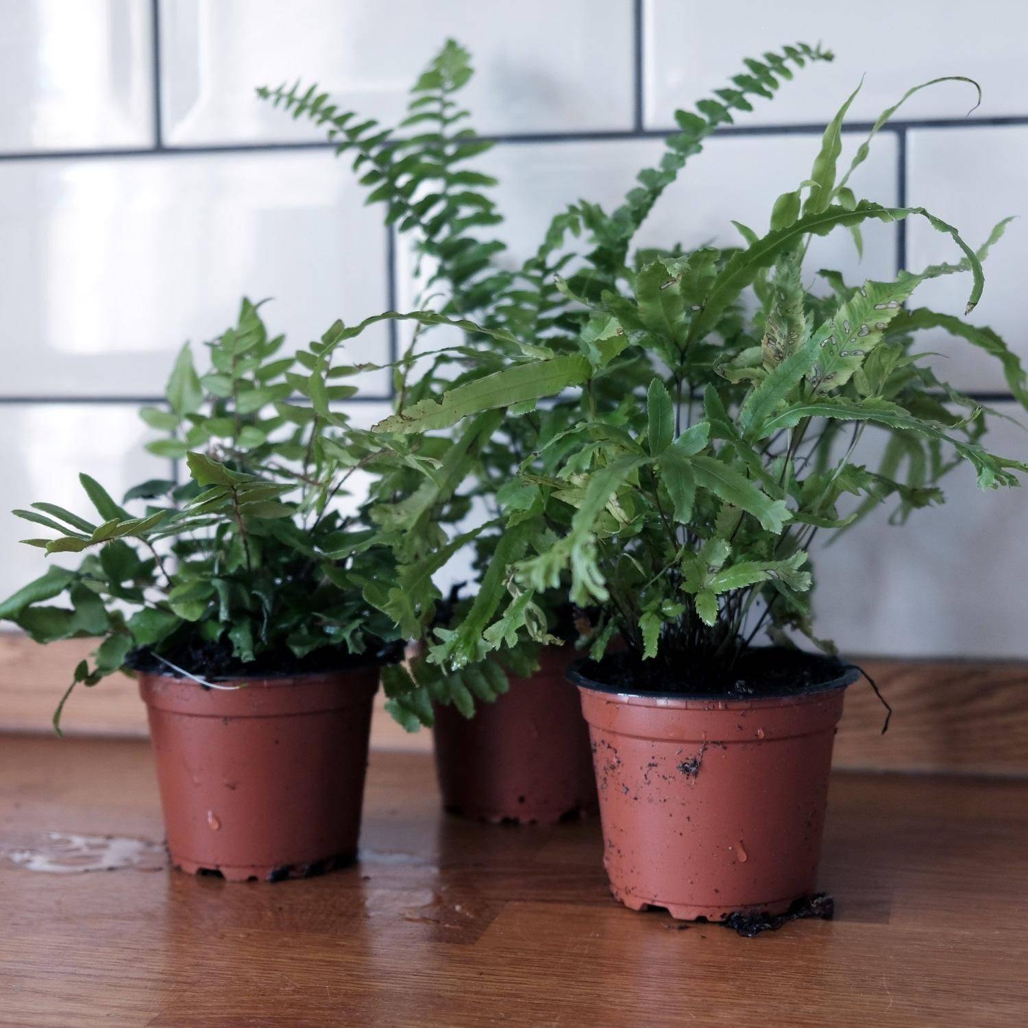 23 Fern Garden Plants Ideas Worth to Check | SharonSable