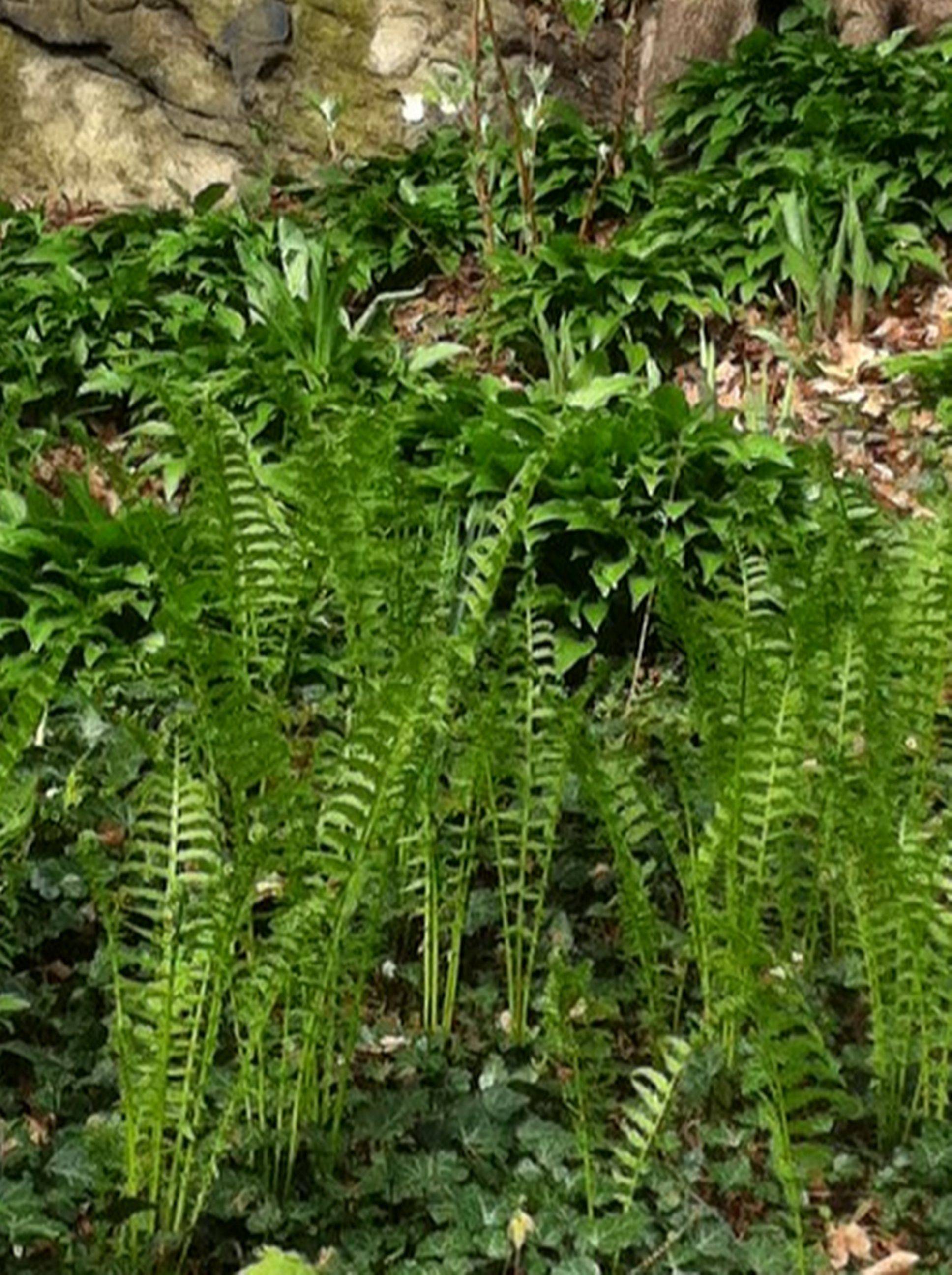 25 Gardening with Ferns Ideas For This Year | SharonSable