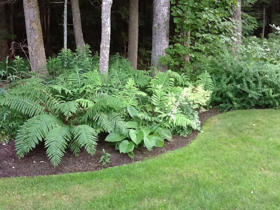 25 Fern Garden Border Ideas To Try This Year | SharonSable