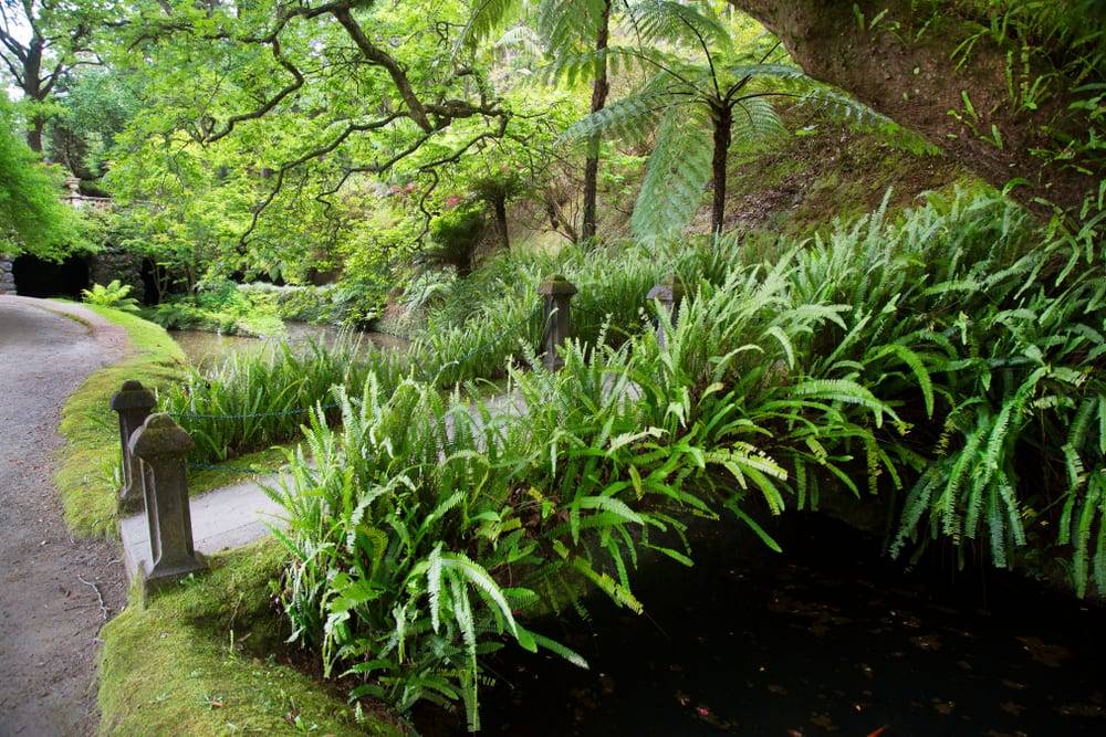 25 Fern Garden Border Ideas To Try This Year | SharonSable