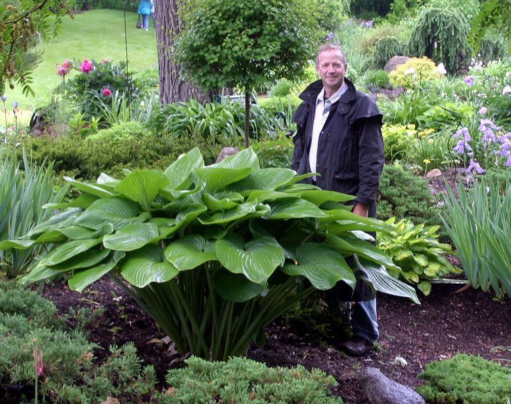 22 Corner Shade Garden with Hostas Ideas You Must Look | SharonSable