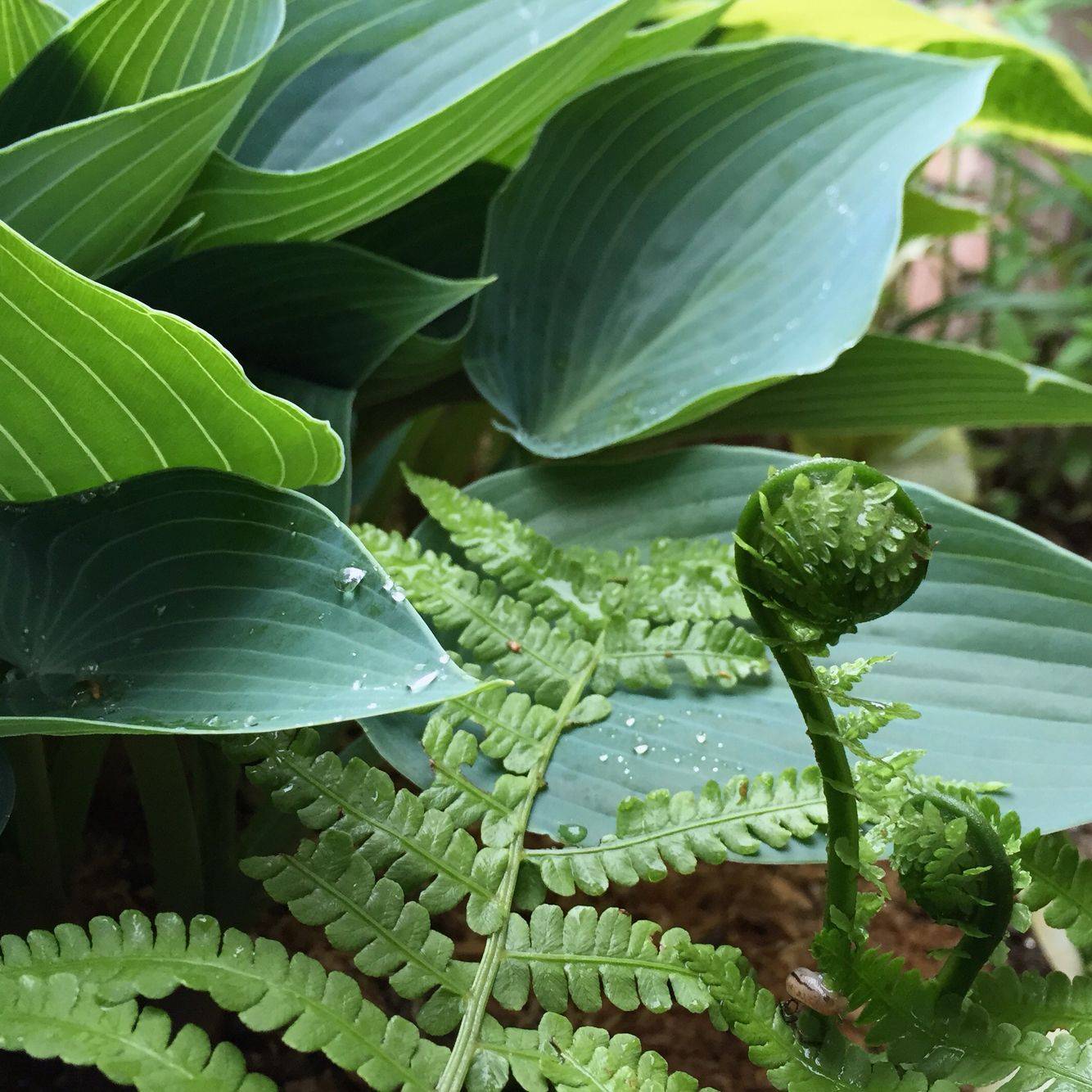 22 Ostrich Fern Garden Design Ideas You Should Look | SharonSable