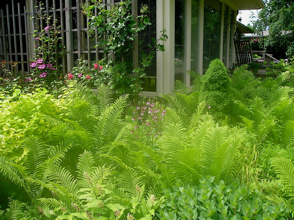22 Ostrich Fern Garden Design Ideas You Should Look | SharonSable