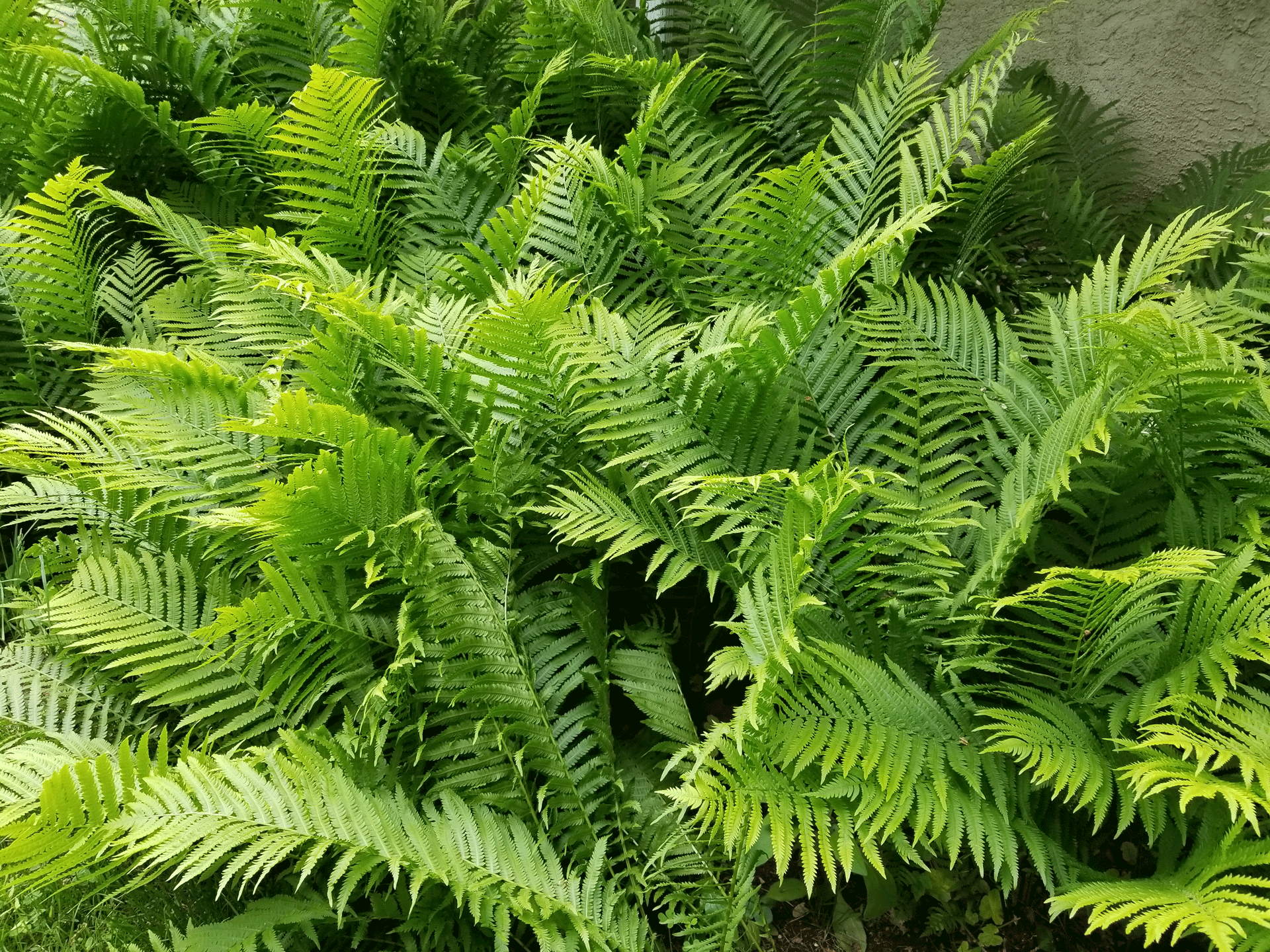 22 Ostrich Fern Garden Design Ideas You Should Look | SharonSable