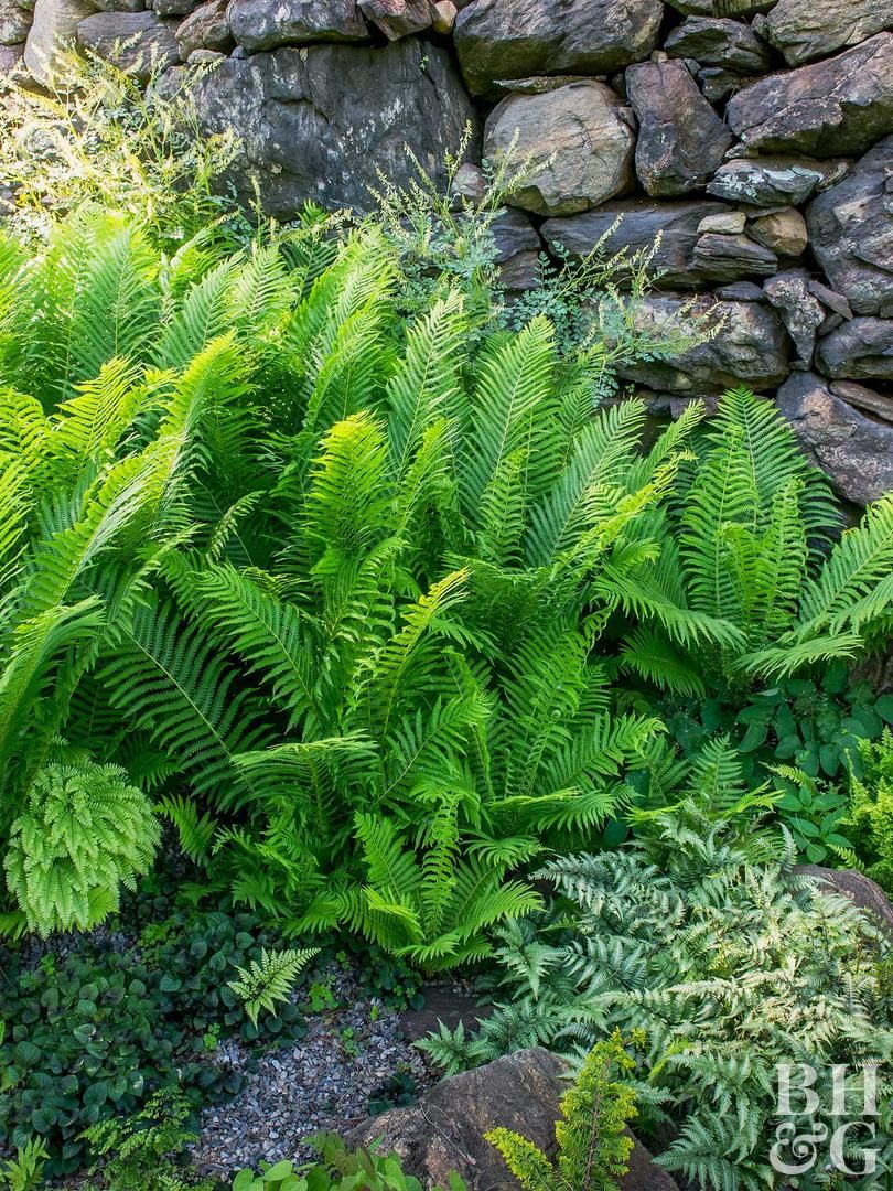 22 Ostrich Fern Garden Design Ideas You Should Look | SharonSable