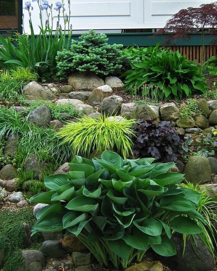 18 Plants for Semi Shade Rock Garden Ideas To Consider | SharonSable