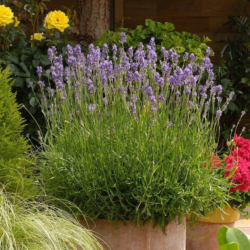 21 English Lavender Garden Ideas Worth to Check | SharonSable