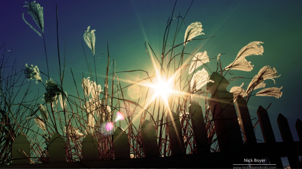 20 Windows 7 Garden Theme Ideas You Gonna Love | SharonSable