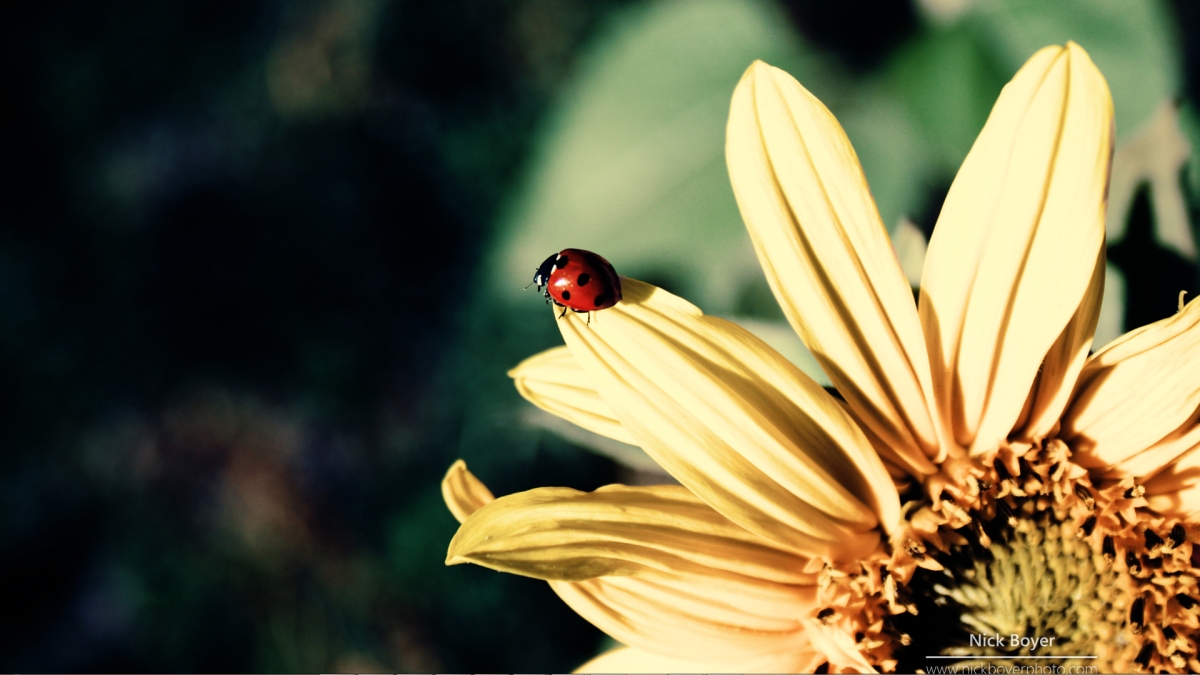 20 Windows 7 Garden Theme Ideas You Gonna Love | SharonSable