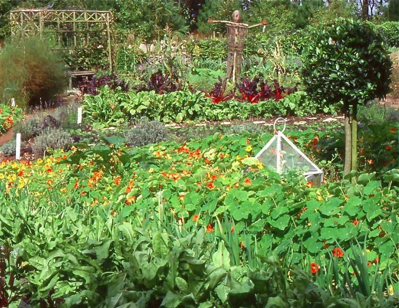 20 Old-Fashioned Garden Ideas To Consider | SharonSable