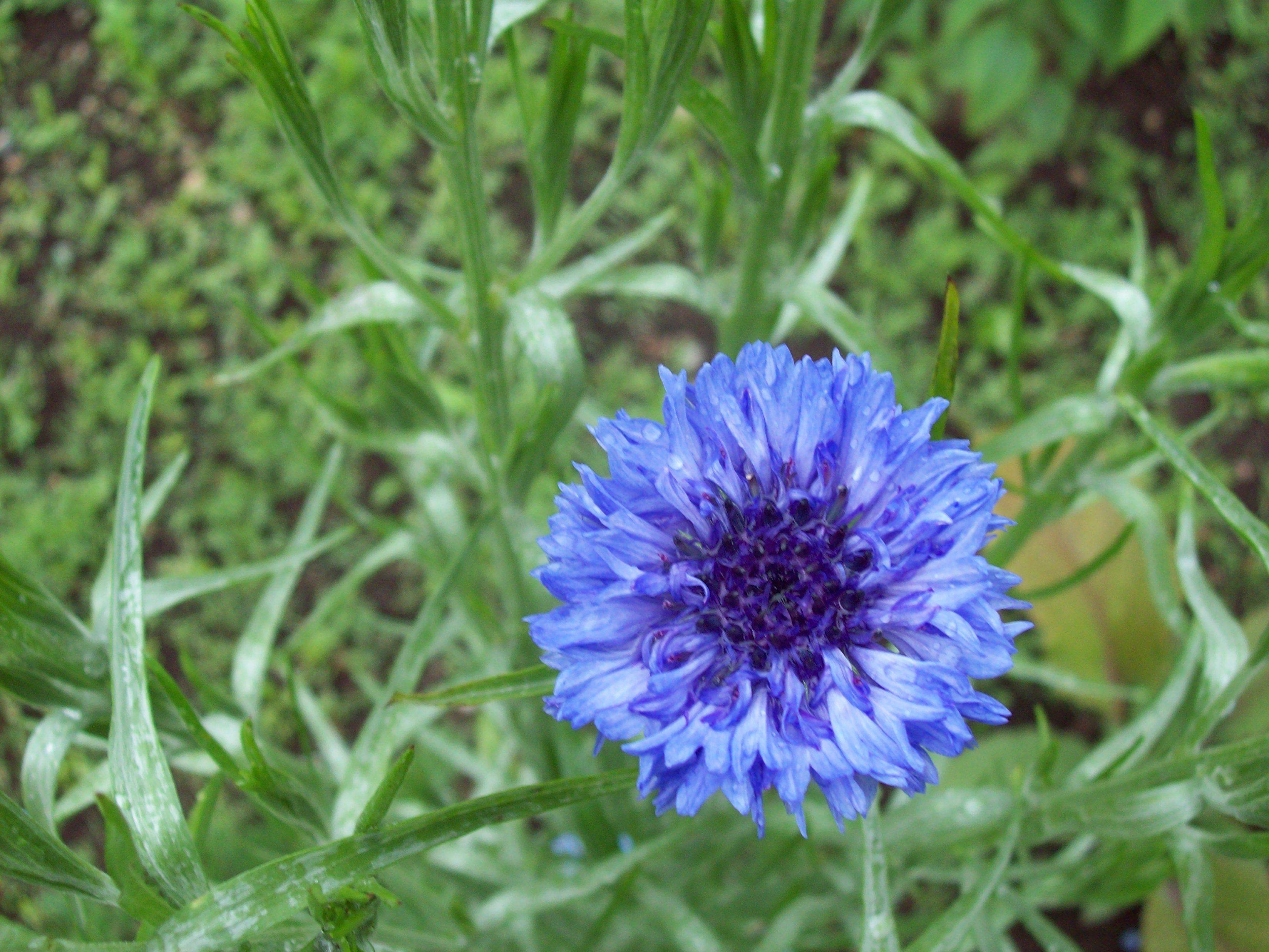 19 Bachelor Button Flower Garden Ideas You Gonna Love | SharonSable