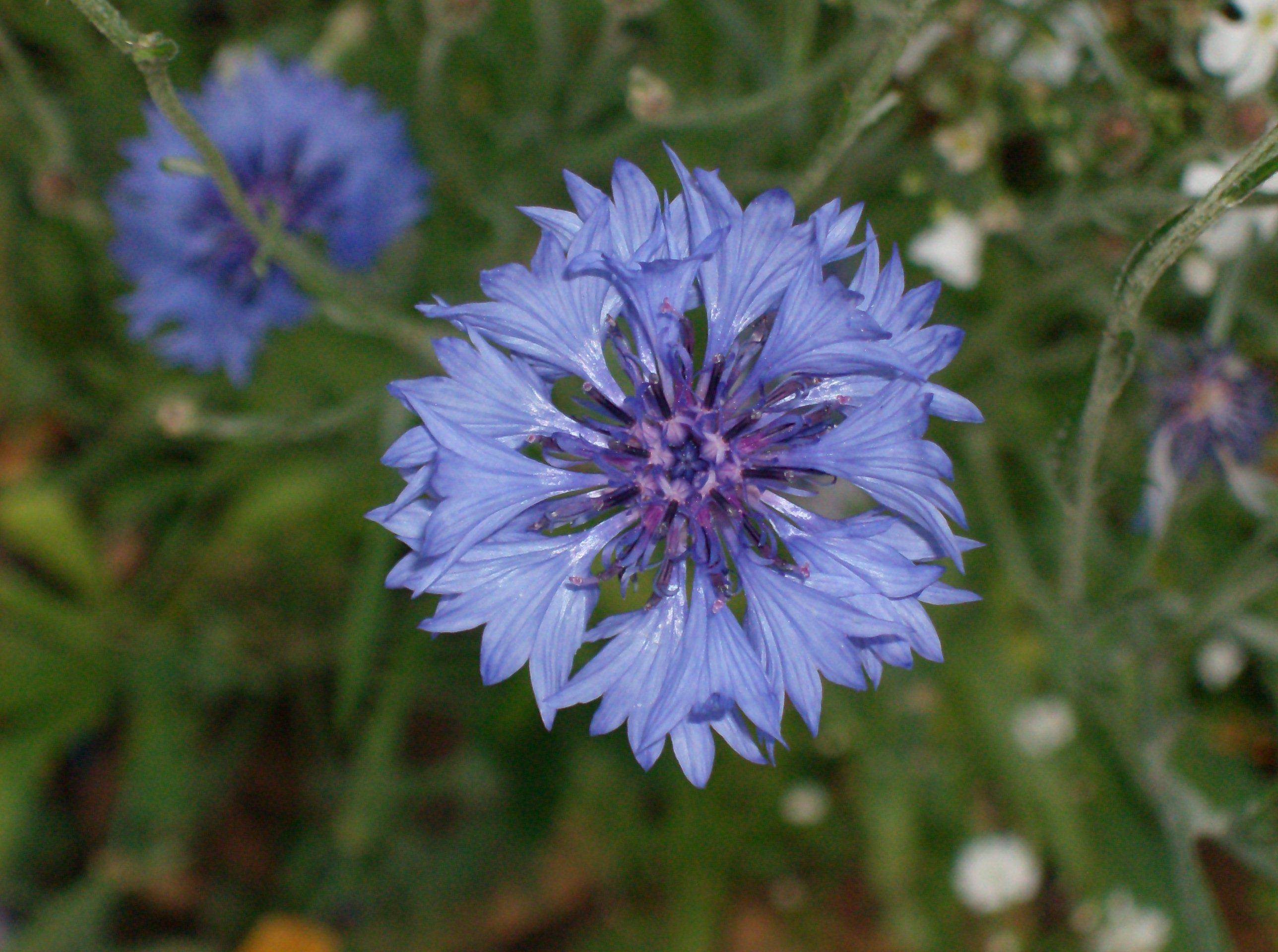 19 Bachelor Button Flower Garden Ideas You Gonna Love | SharonSable