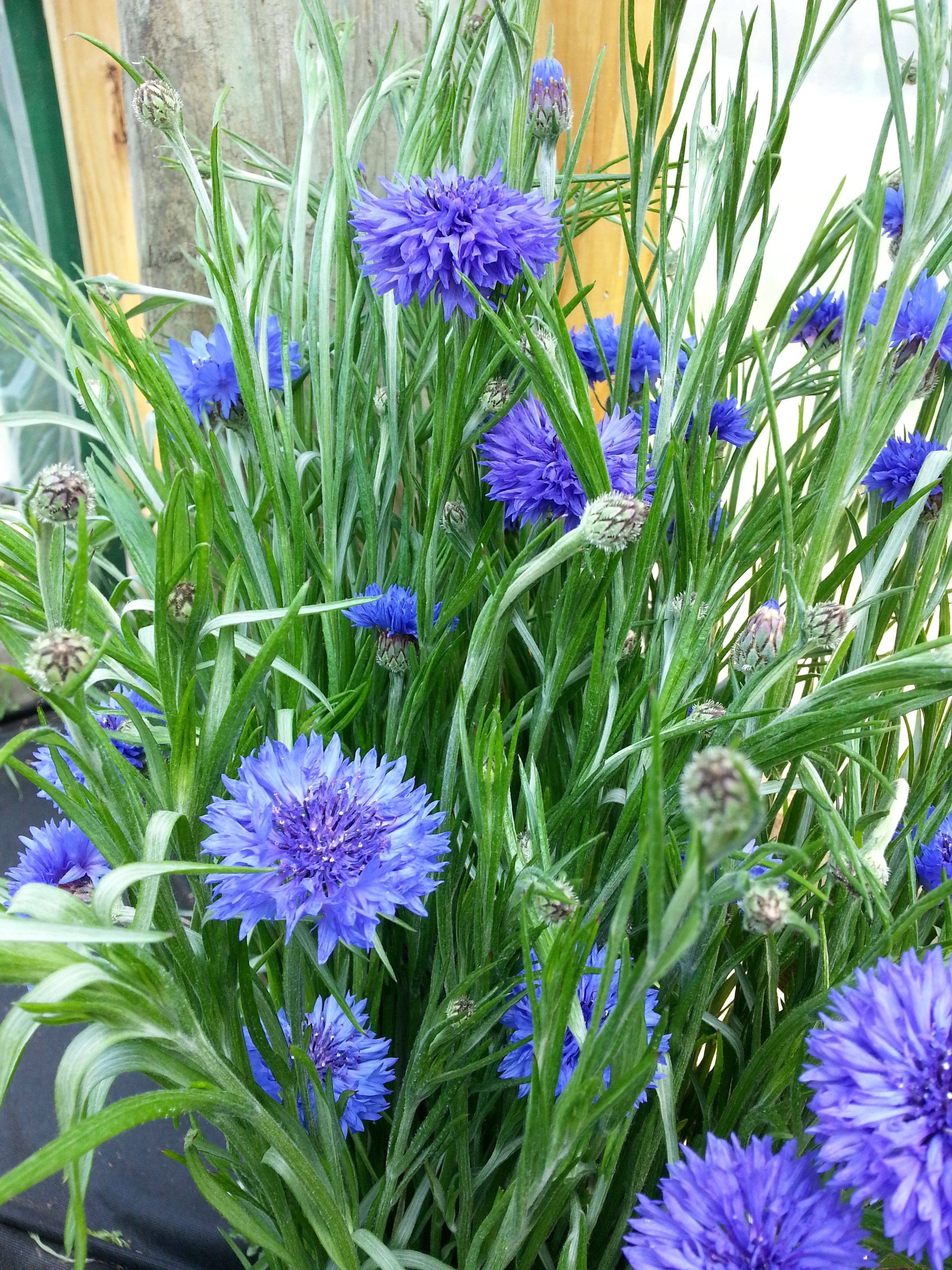 19 Bachelor Button Flower Garden Ideas You Gonna Love | SharonSable