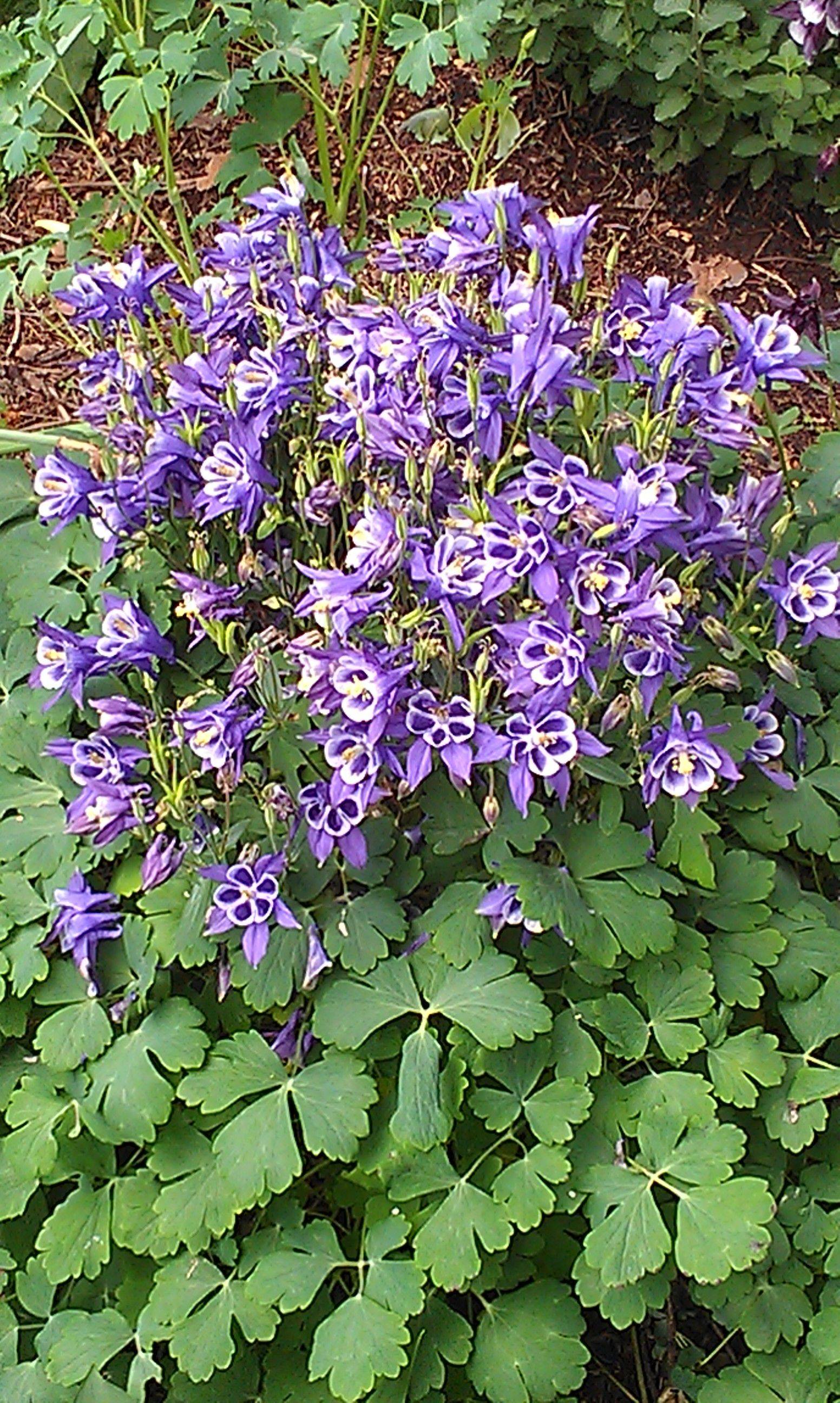 22 Columbine Garden Ideas You Should Look | SharonSable