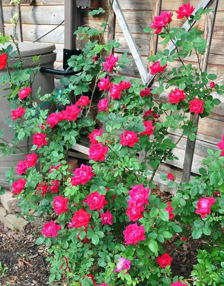 19 Rose and Herb Garden Ideas You Must Look | SharonSable