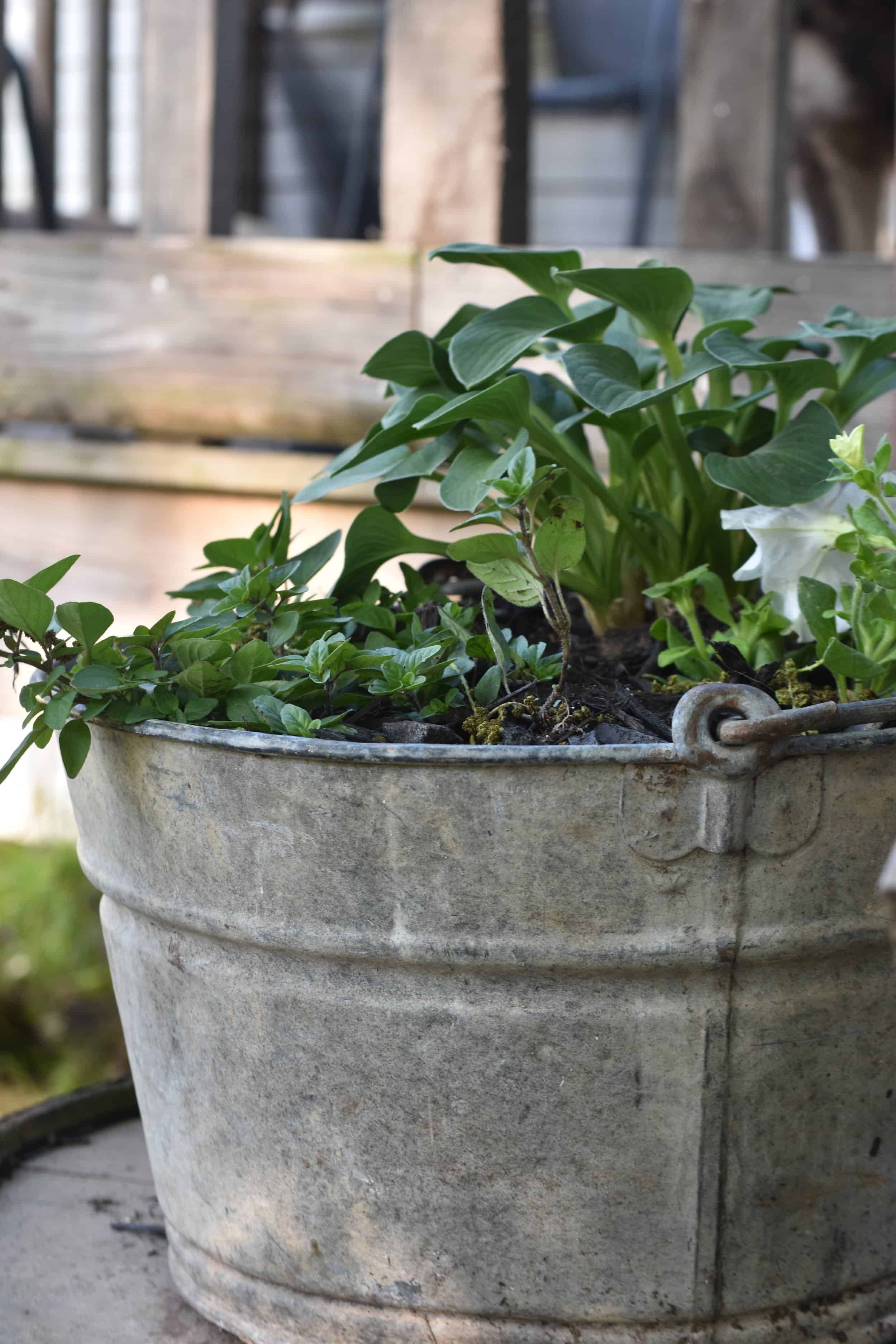 22 Galvanized Containers for Gardening Ideas You Should Check | SharonSable