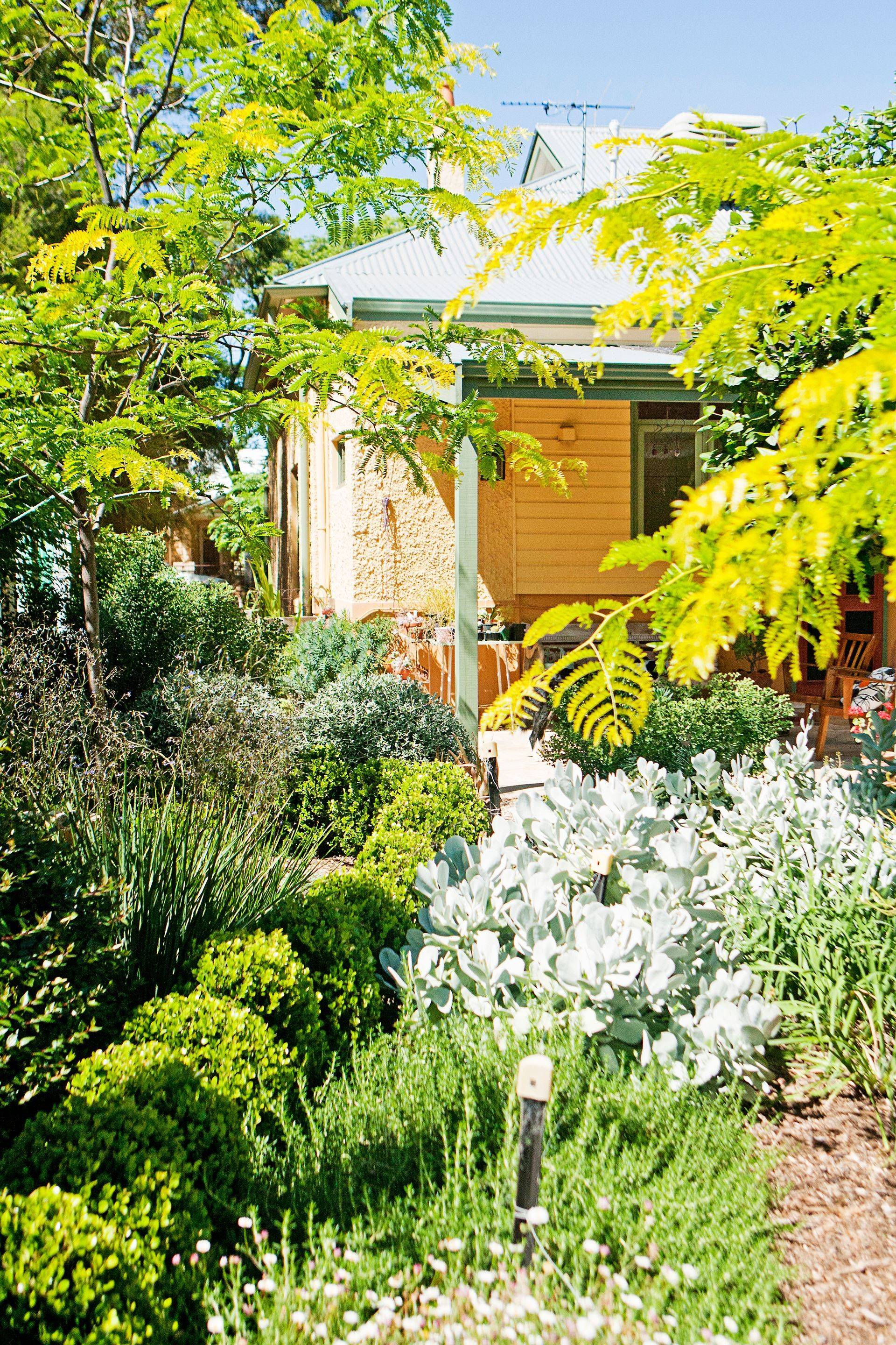 20 Drought Tolerant Cottage Garden Ideas Worth a Look | SharonSable