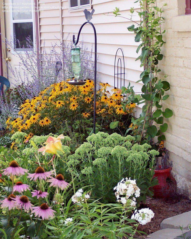 20 Drought Tolerant Cottage Garden Ideas Worth a Look | SharonSable