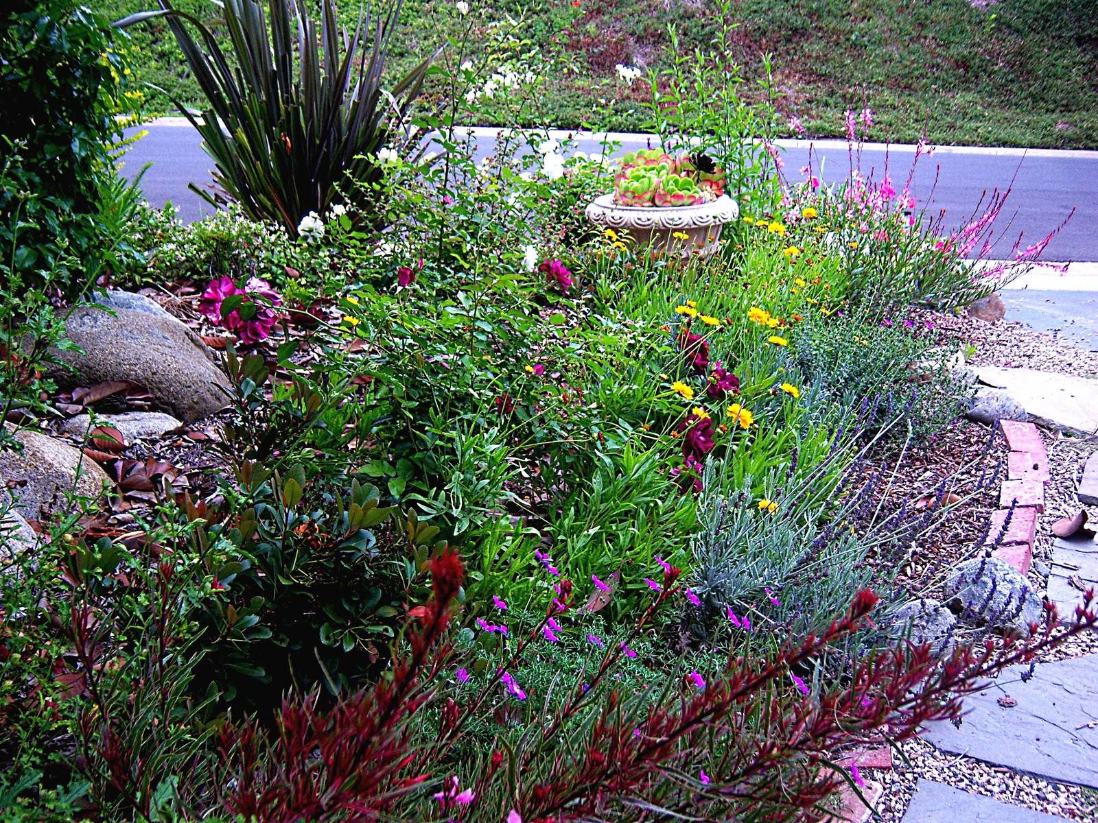 20 Drought Tolerant Cottage Garden Ideas Worth a Look | SharonSable