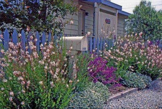 20 Drought Tolerant Cottage Garden Ideas Worth a Look | SharonSable