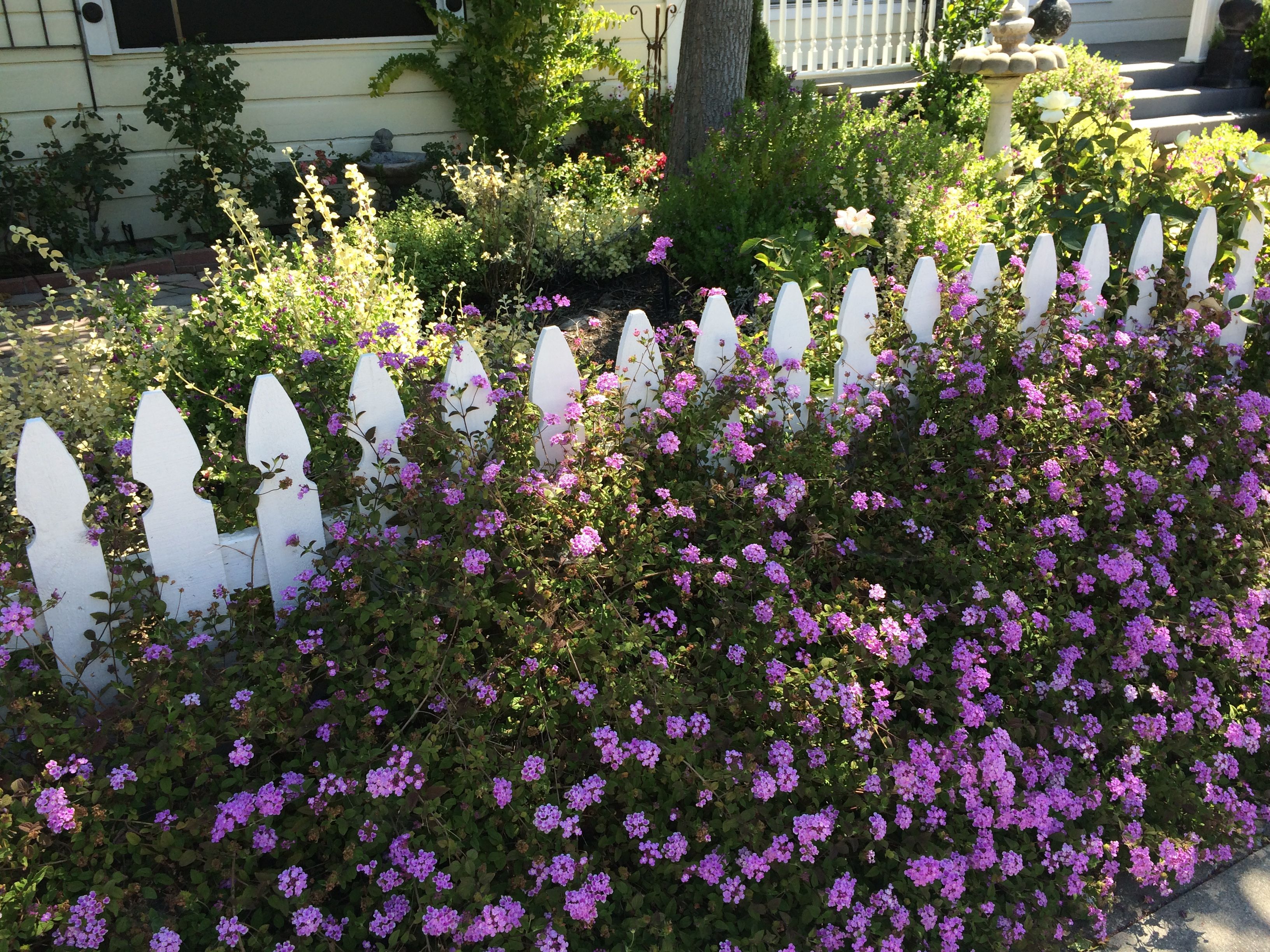 20 Drought Tolerant Cottage Garden Ideas Worth a Look | SharonSable