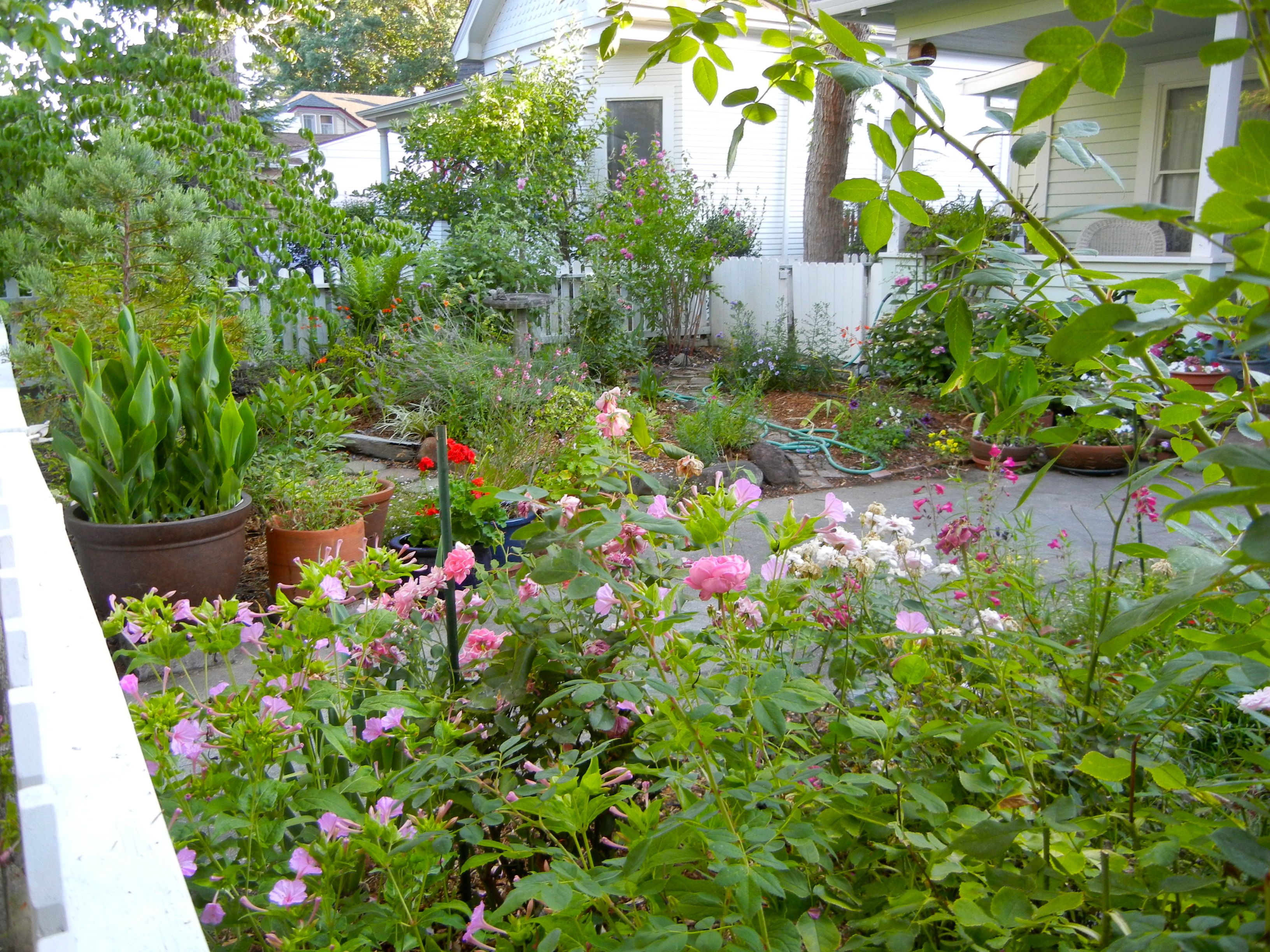 20 Drought Tolerant Cottage Garden Ideas Worth a Look | SharonSable