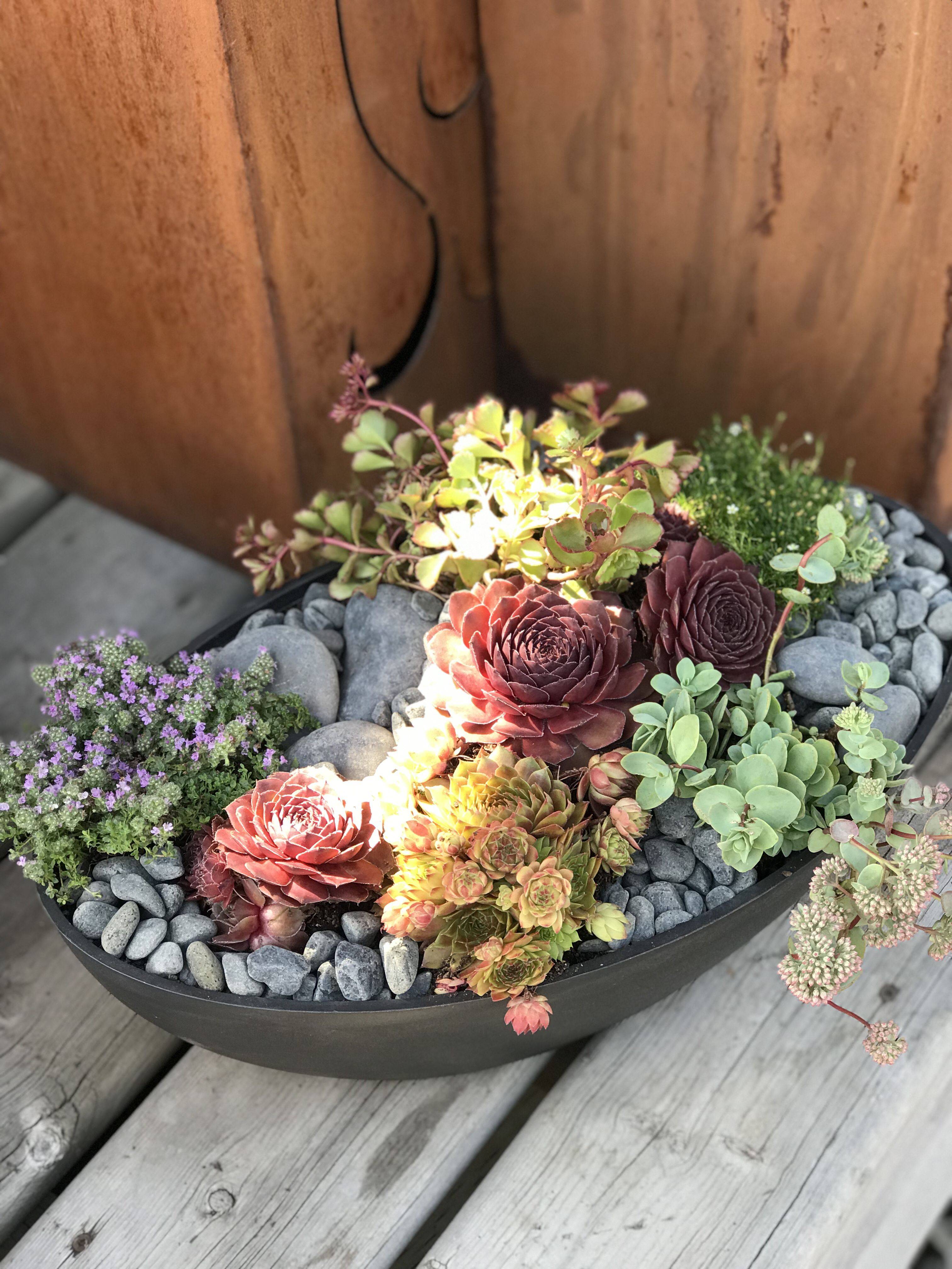 25 Sedum Rock Garden Ideas To Try This Year | SharonSable