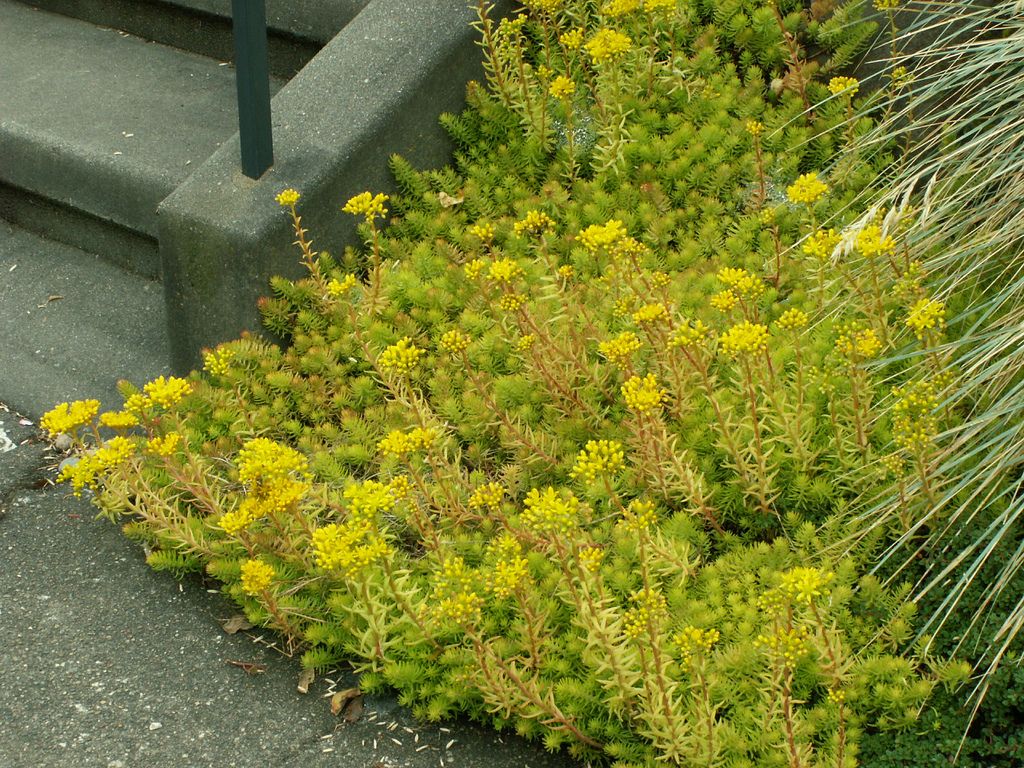 25 Sedum Rock Garden Ideas To Try This Year | SharonSable