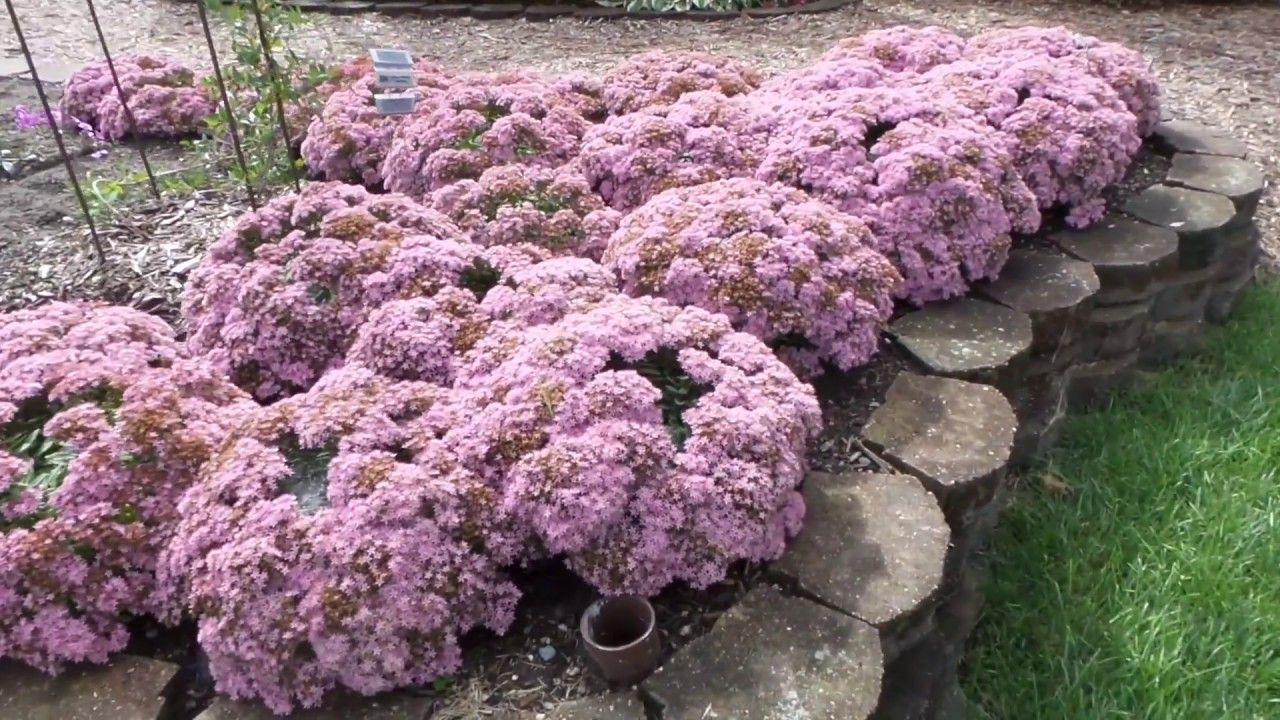 25 Sedum Rock Garden Ideas To Try This Year Sharonsable