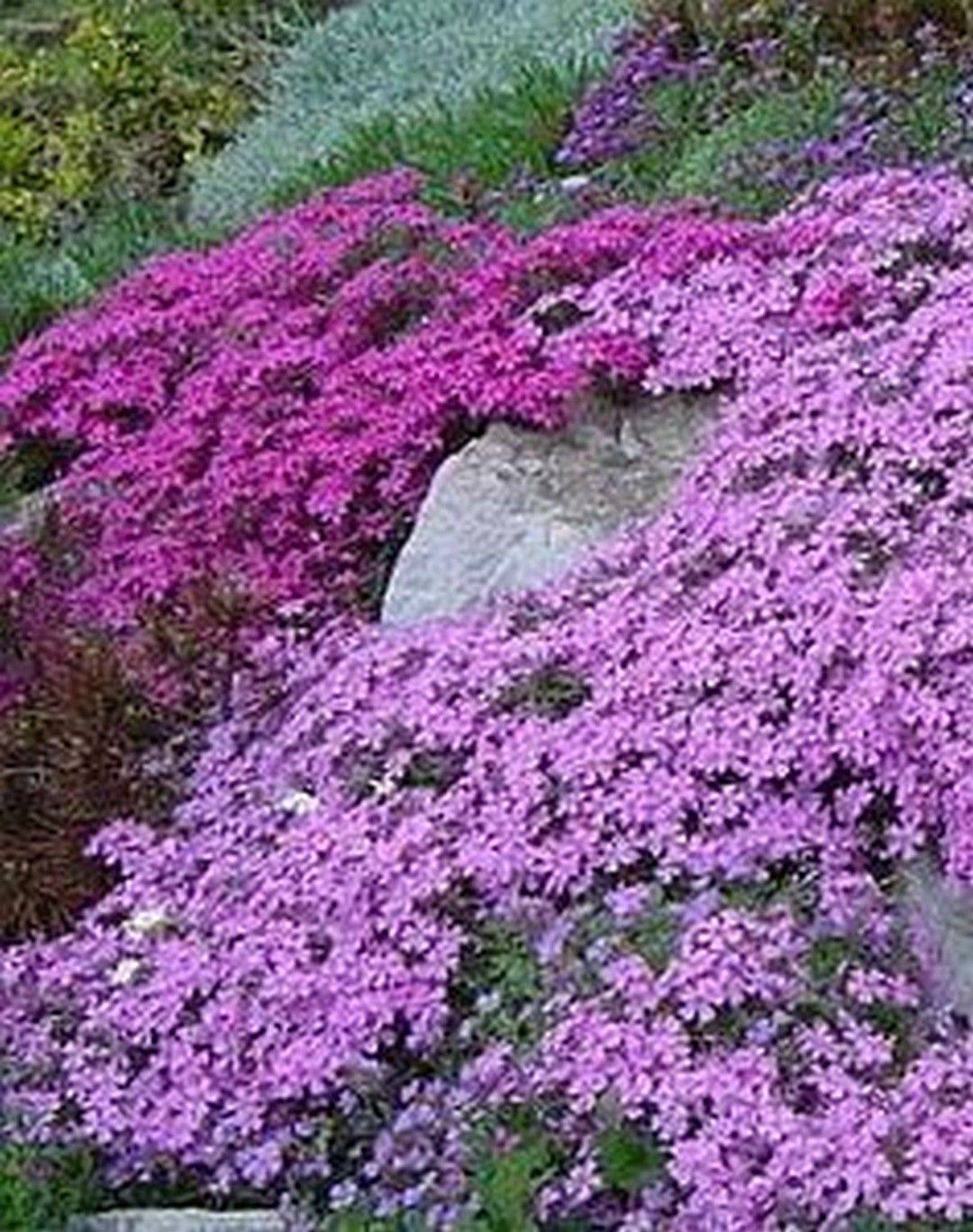 24 Creeping Phlox Rock Garden Ideas You Gonna Love | SharonSable