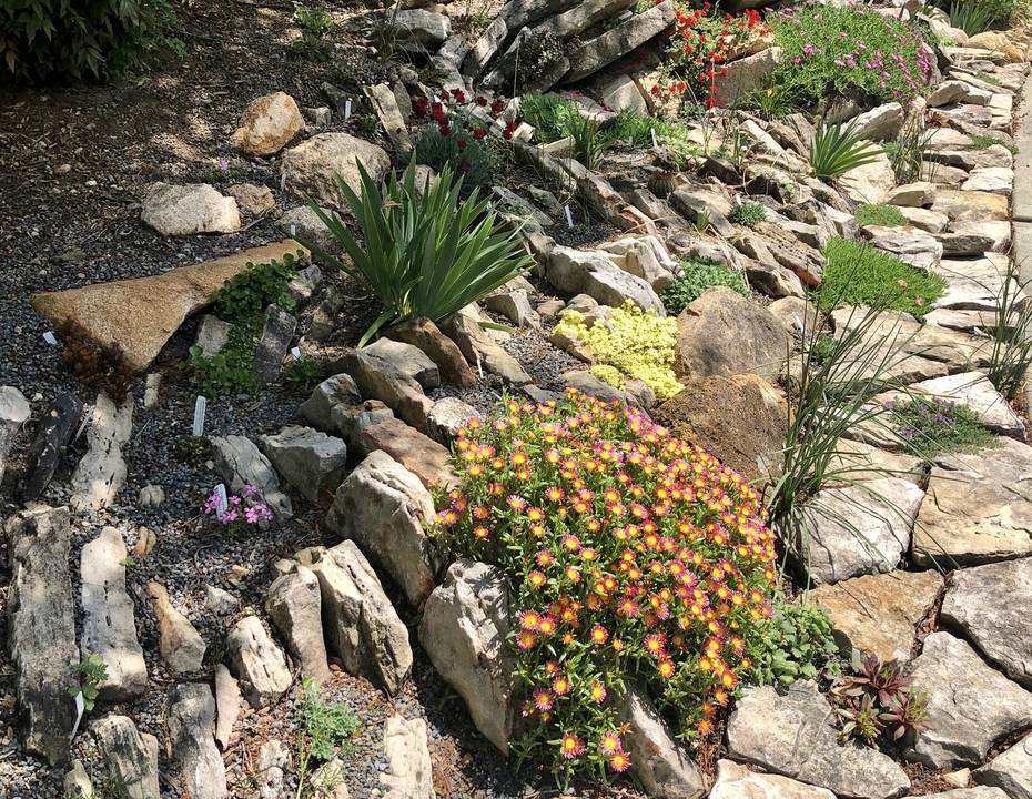 22 Rock Garden Plants Hardy Ideas You Must Look | SharonSable