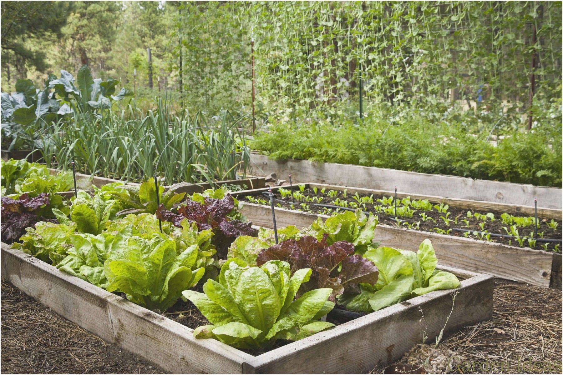 21 Fall Vegetable Garden Plans Ideas To Try This Year | SharonSable