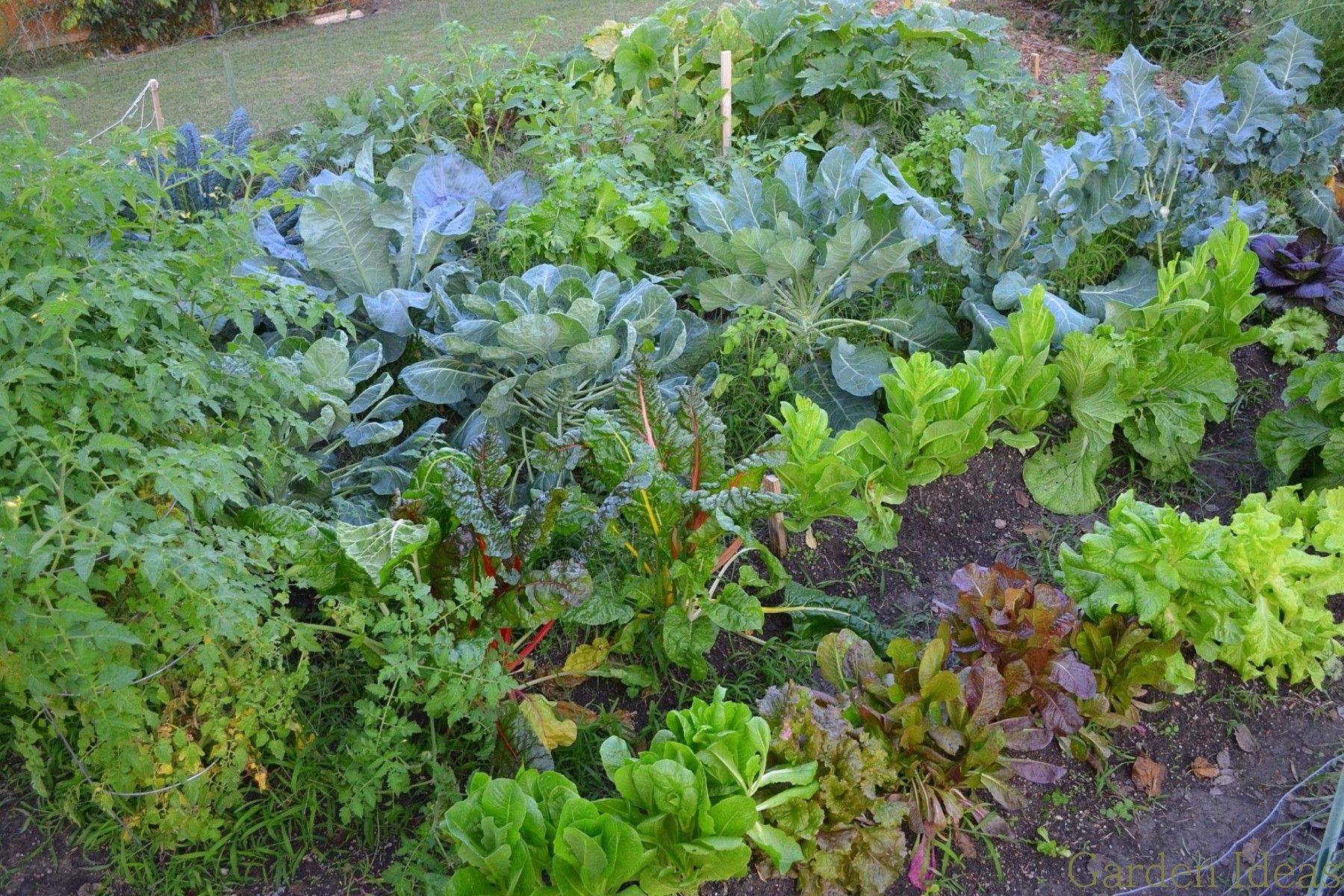 21 Fall Vegetable Garden Plans Ideas To Try This Year | SharonSable