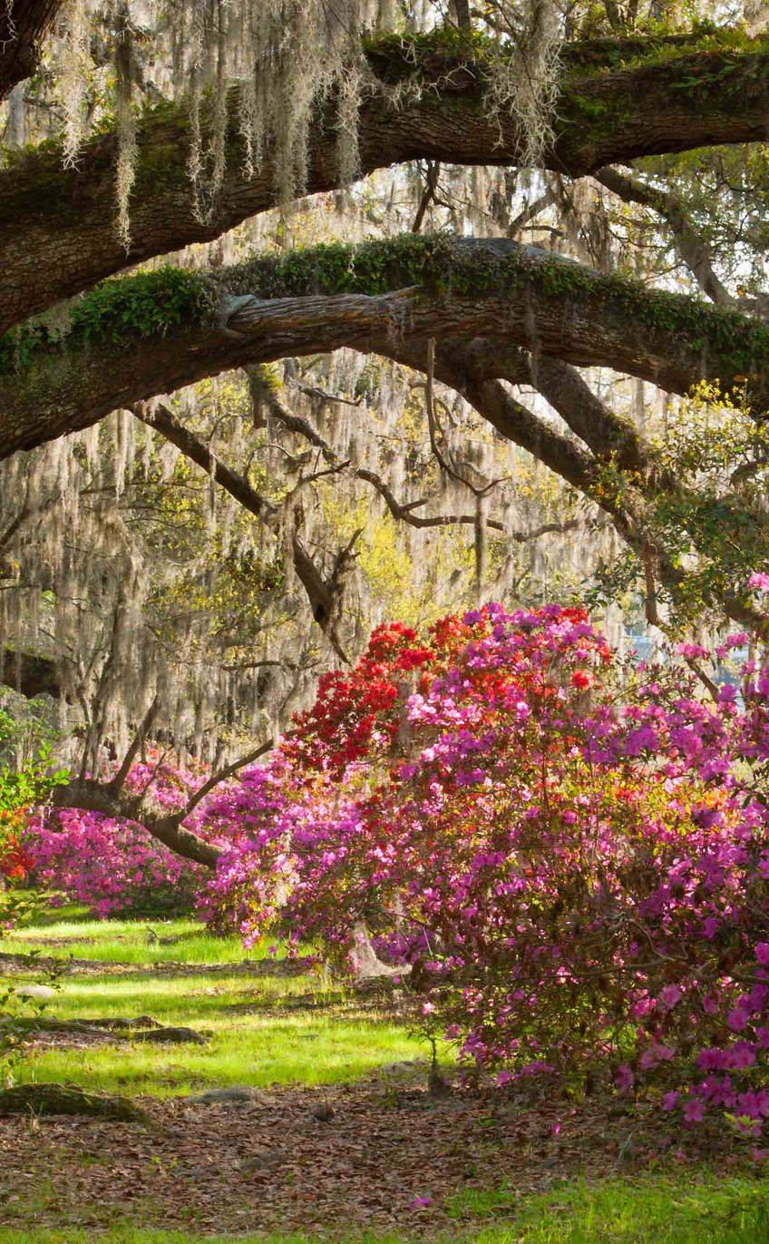 19 Magnolia Plantation Garden Ideas You Gonna Love | SharonSable