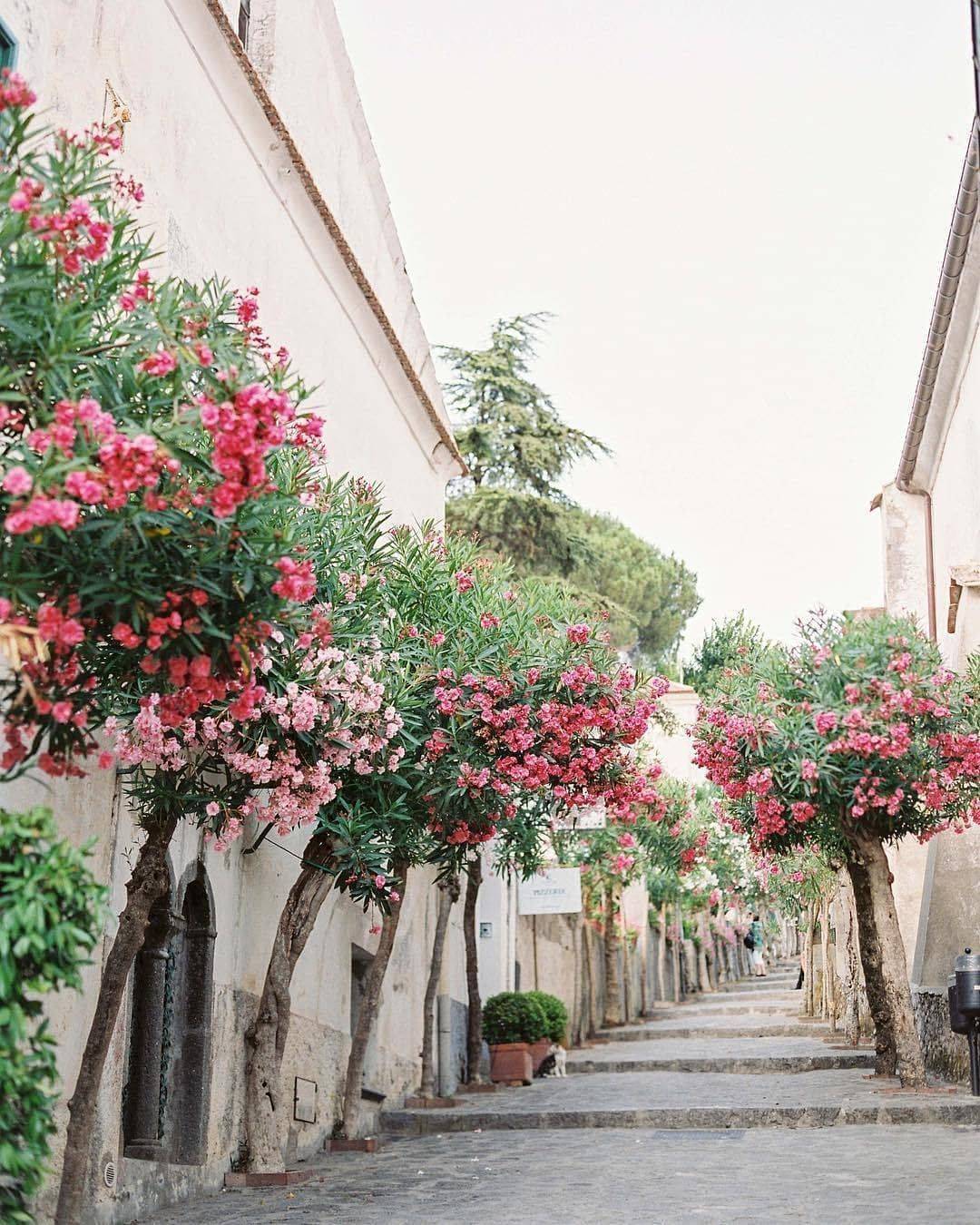 20 Ravello Garden Ideas Worth to Check | SharonSable