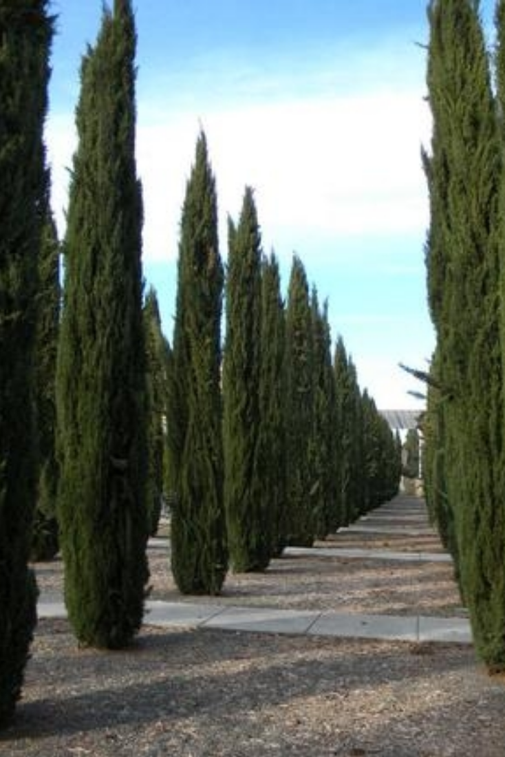 24 Italian Cypress Trees Garden Ideas You Gonna Love | SharonSable