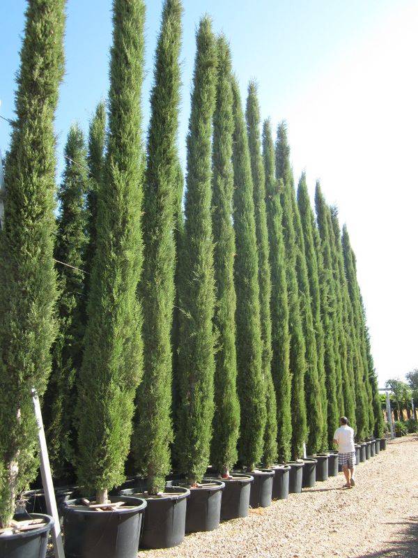 24 Italian Cypress Trees Garden Ideas You Gonna Love | SharonSable