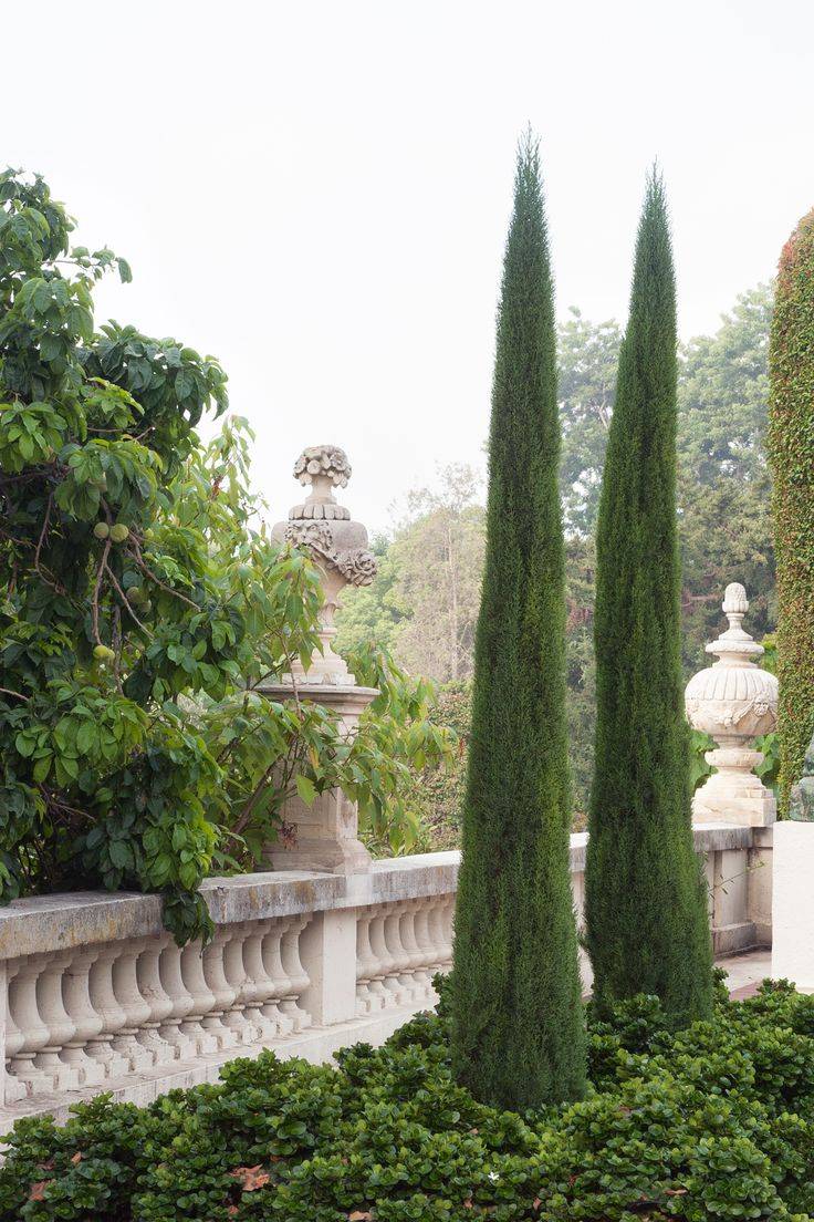 24 Italian Cypress Trees Garden Ideas You Gonna Love | SharonSable