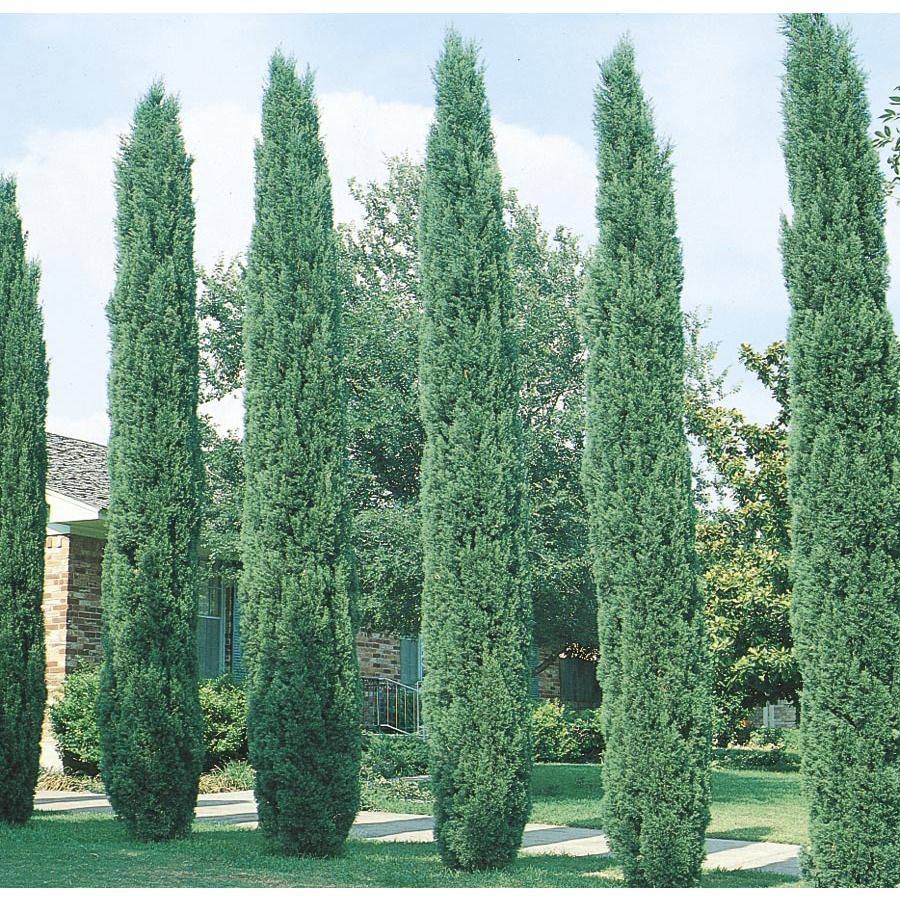 24 Italian Cypress Trees Garden Ideas You Gonna Love | SharonSable