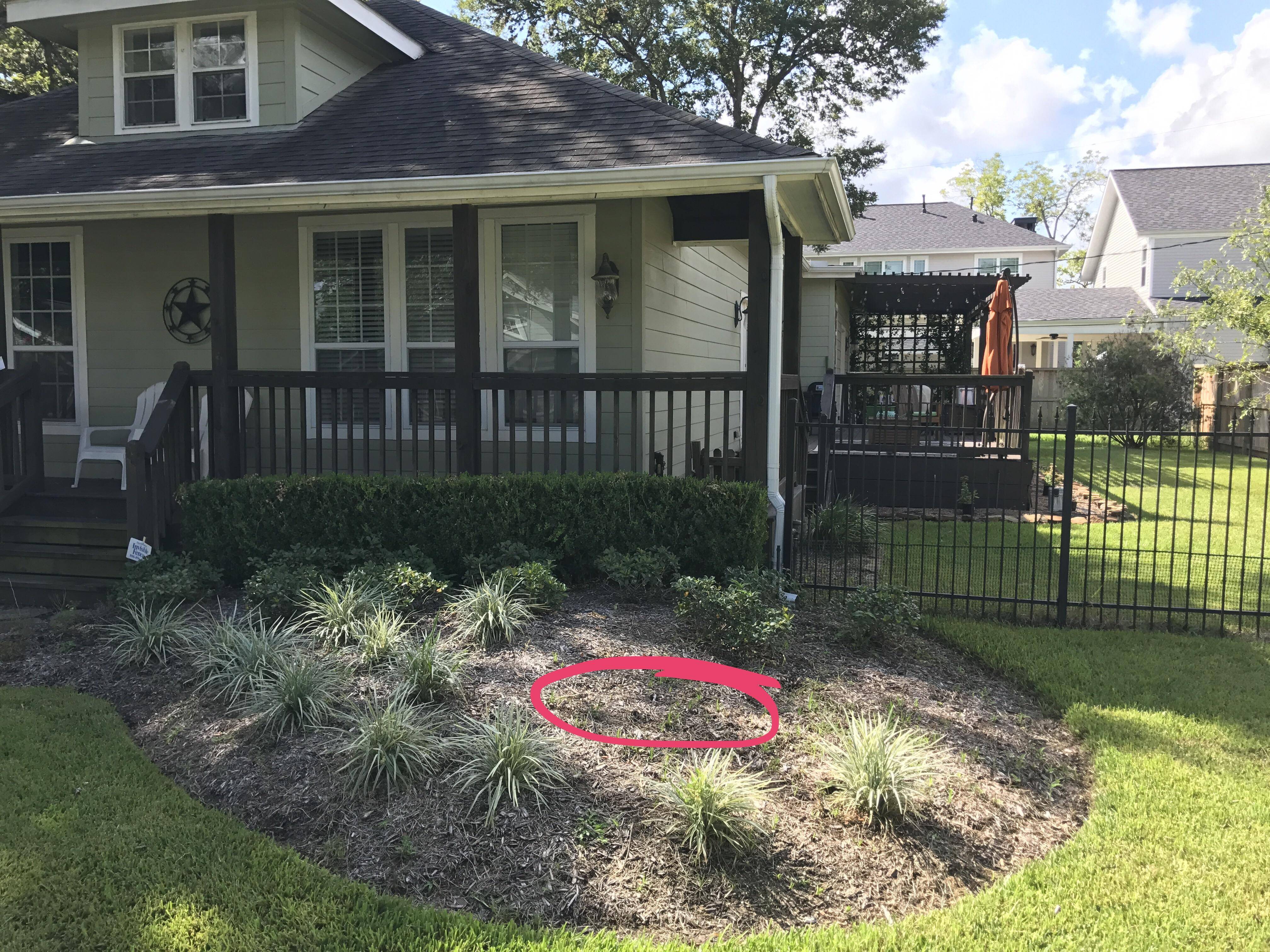 19 Best Feature Tree On Front Garden Ideas For This Year | SharonSable