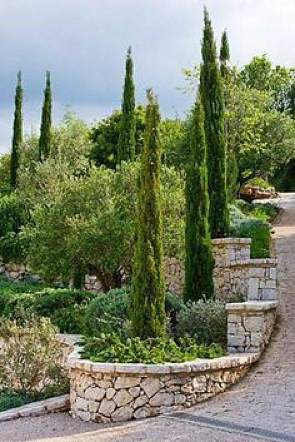 25 Garden Design with Italian Cypress Ideas You Should Check | SharonSable