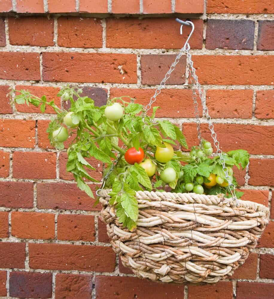 23 Garden Vegetable Basket Ideas You Cannot Miss | SharonSable