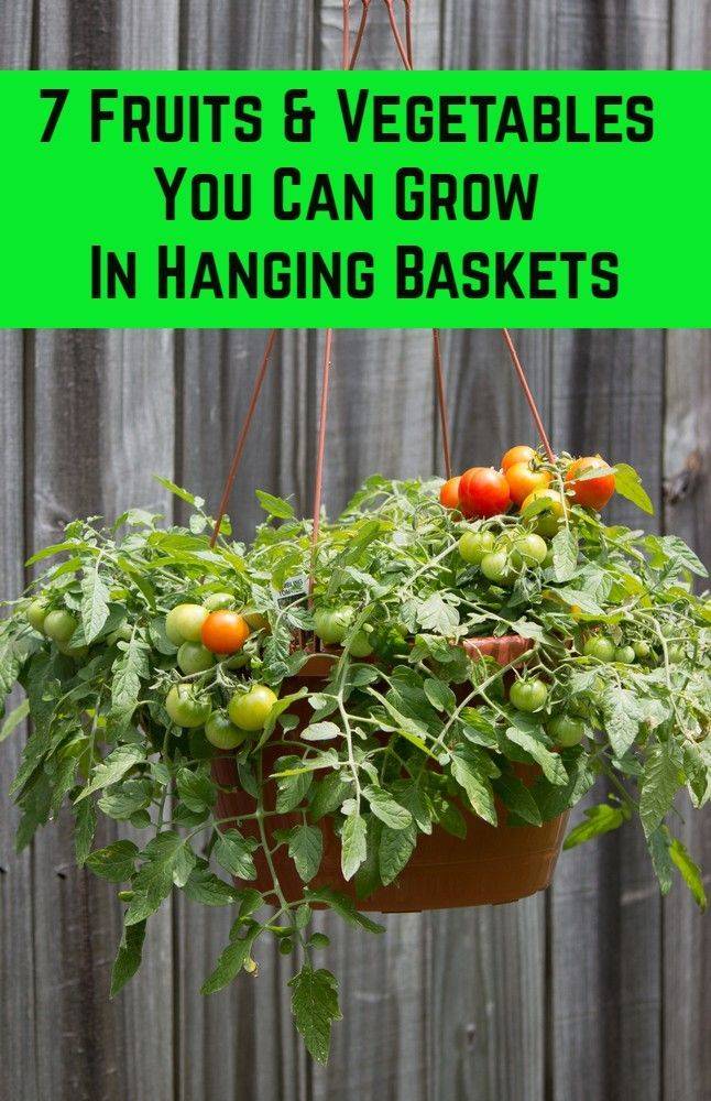23 Garden Vegetable Basket Ideas You Cannot Miss | SharonSable