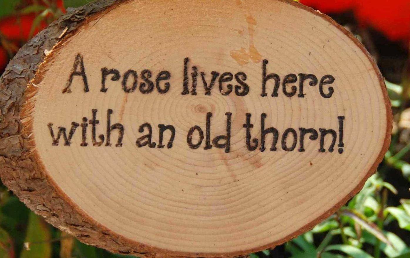 25 Humorous Garden Signs Ideas You Must Look | SharonSable
