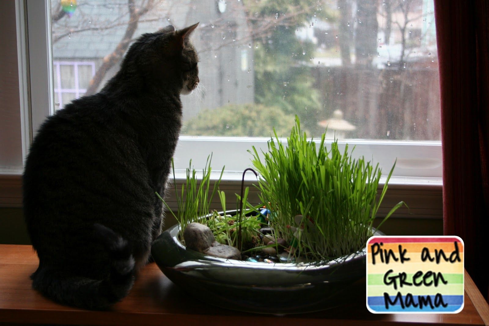 23 Indoor Cat Garden Ideas You Gonna Love Sharonsable