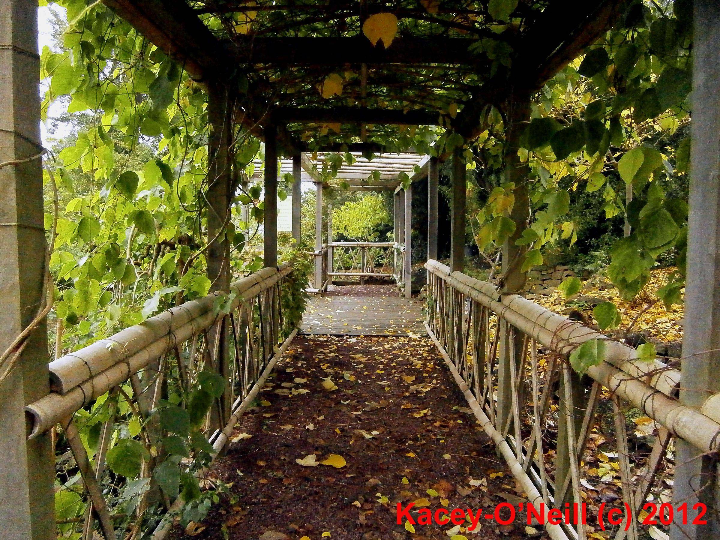 23 Botanical Garden Bridge Ideas You Must Look | SharonSable