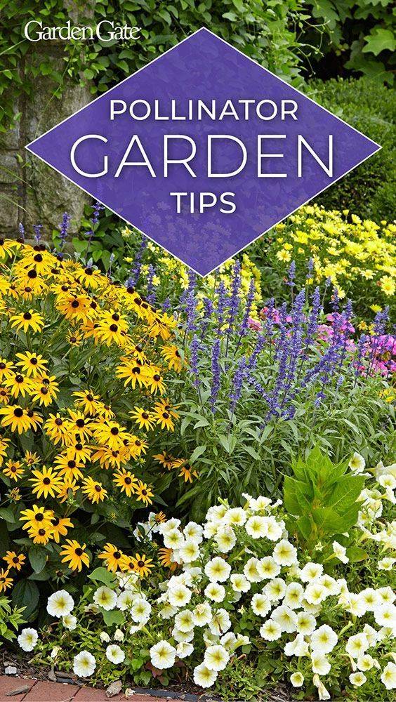 21 Native Pollinator Garden Ideas To Consider | SharonSable