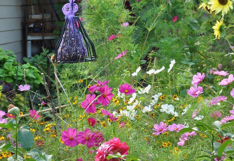 21 Native Pollinator Garden Ideas To Consider | SharonSable