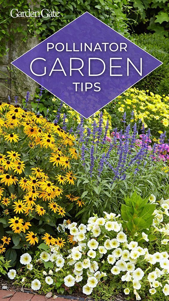 26 Pollinator Garden Layout Ideas For This Year | SharonSable